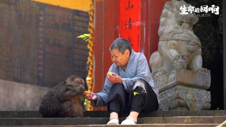 Meet Xing Xing: The One-Armed Monkey and Her Amazing Friendship 🌟🐵 - My ...